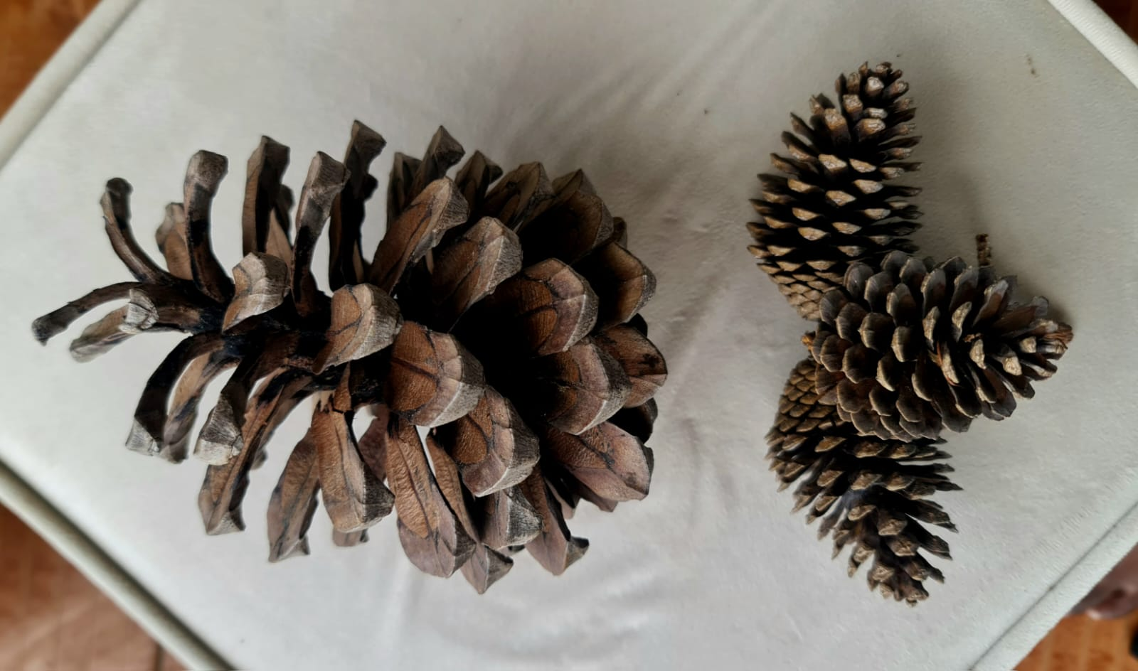 maths in nature – Nature Kids